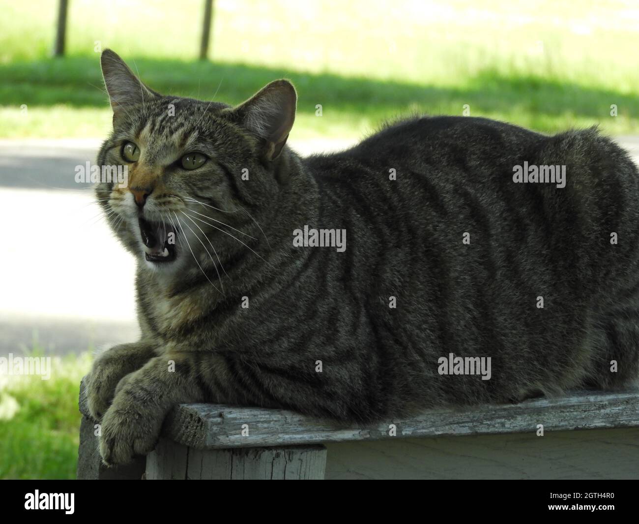 Tabby cats barn hi-res stock photography and images - Alamy