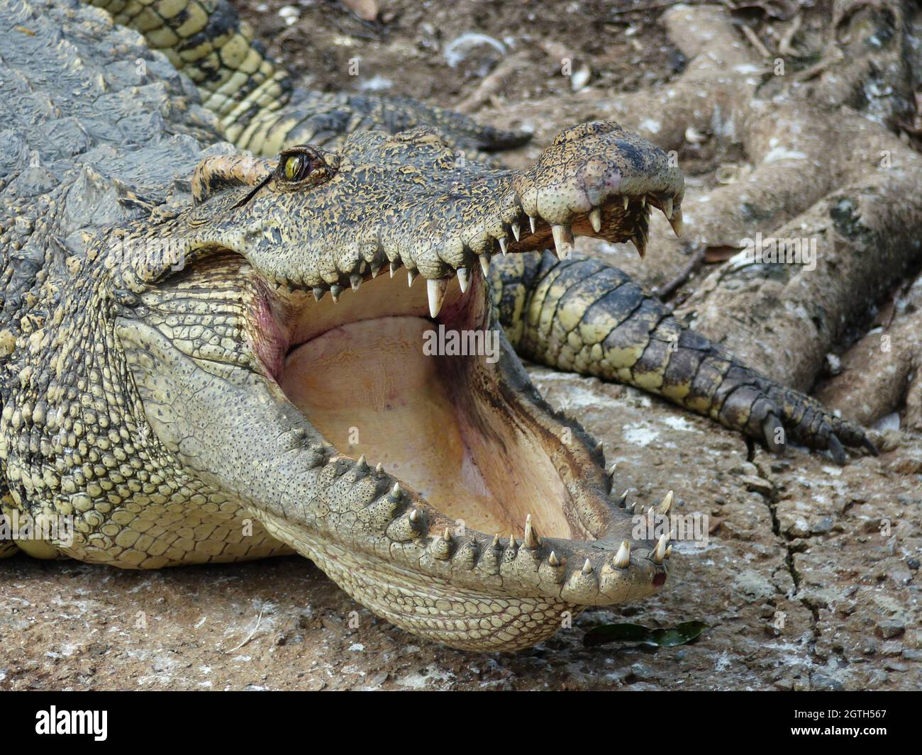 Crocodile underwater mouth open hi-res stock photography and images - Alamy