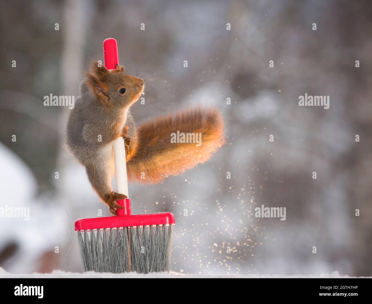 Brush on ear hi-res stock photography and images - Alamy