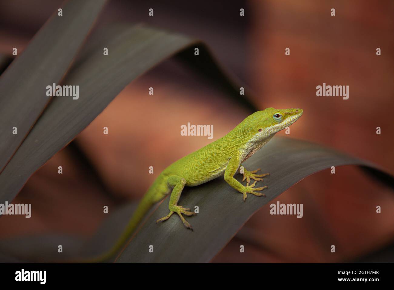 American anole hi-res stock photography and images - Alamy
