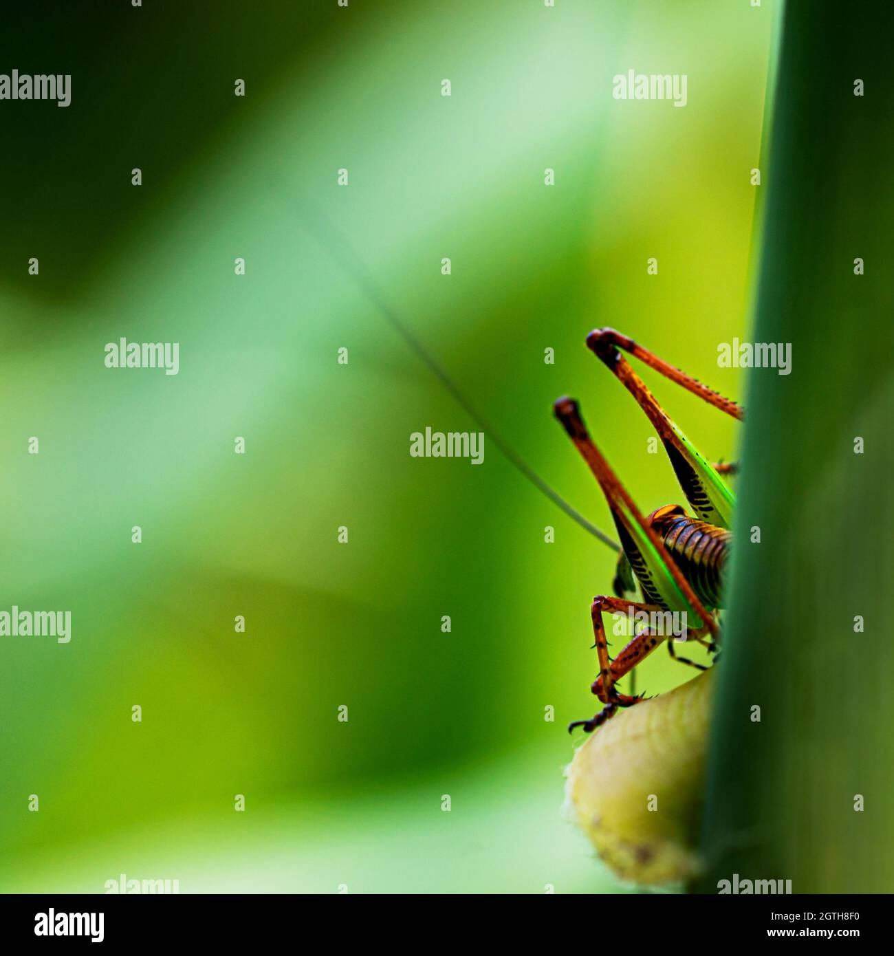 Corfu insect hi-res stock photography and images - Alamy