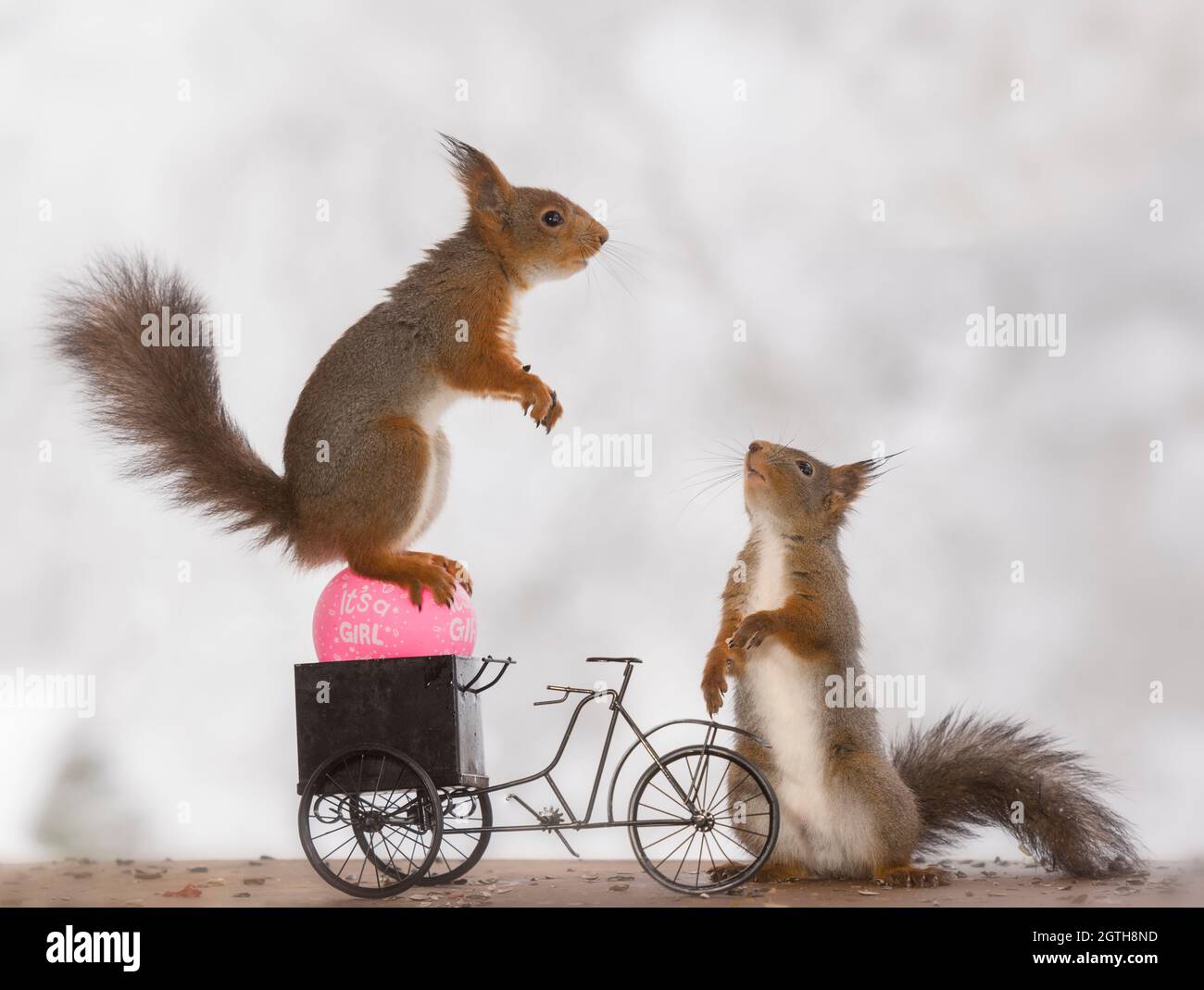 Cycle race celebrate hi-res stock photography and images - Alamy