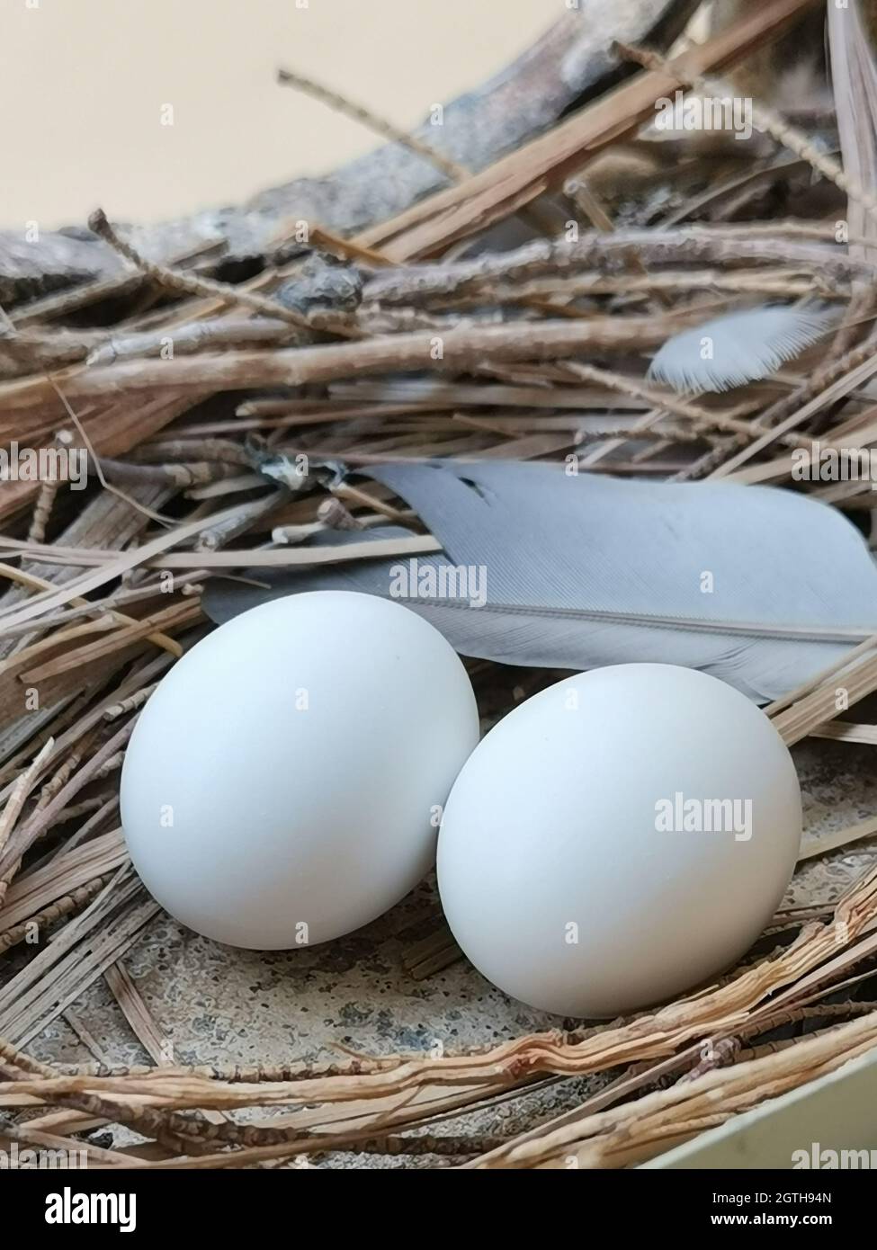 Double egg hi-res stock photography and images - Alamy
