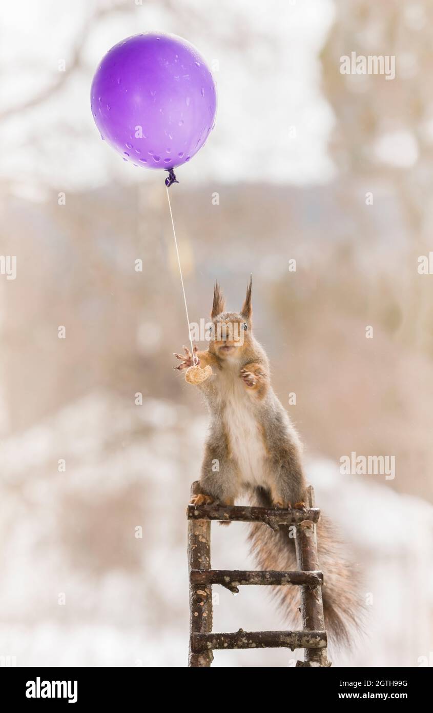 red squirrel on an ladder is reaching a balloon Stock Photo - Alamy