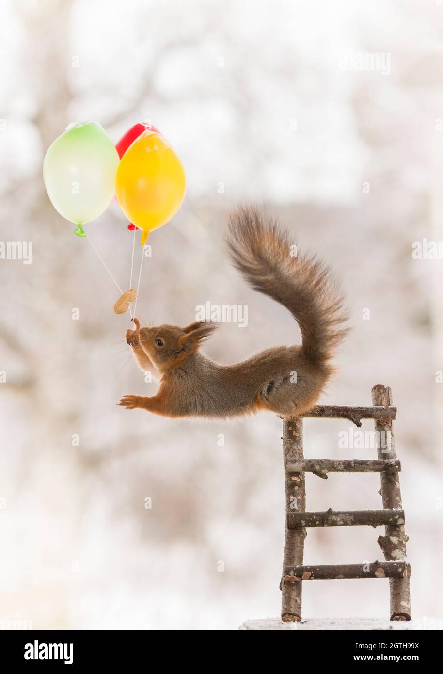 red squirrel is holding balloons on an ladder Stock Photo - Alamy