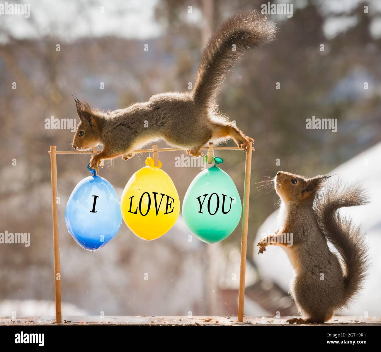 red squirrels standing with i love you balloons Stock Photo - Alamy