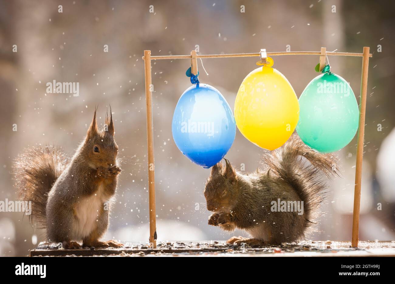 Sciuridae in rain hi-res stock photography and images - Alamy