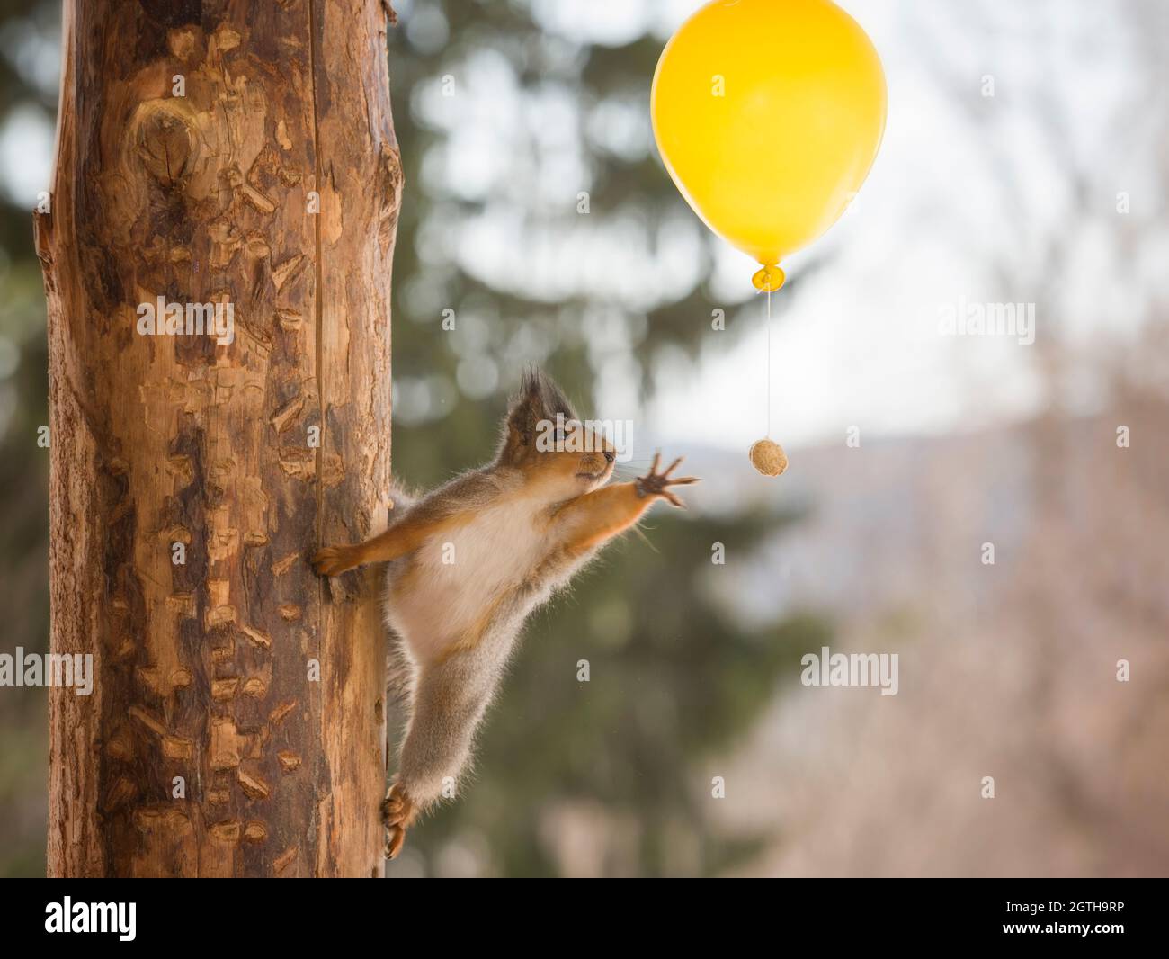 Red balloon in tree hi-res stock photography and images - Alamy