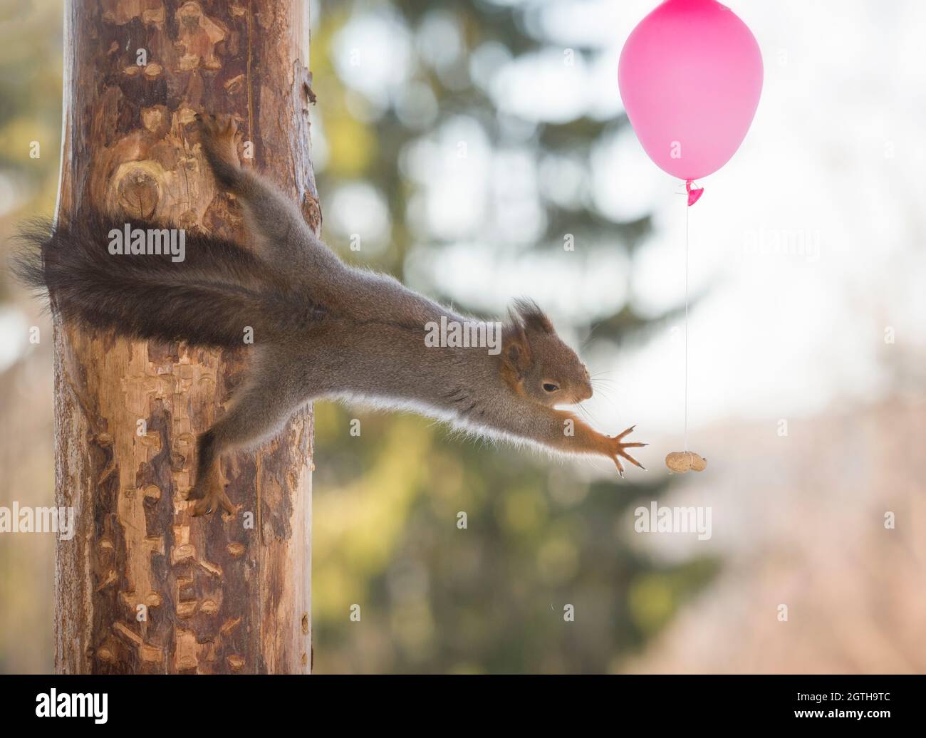 Red balloon in tree hi-res stock photography and images - Alamy