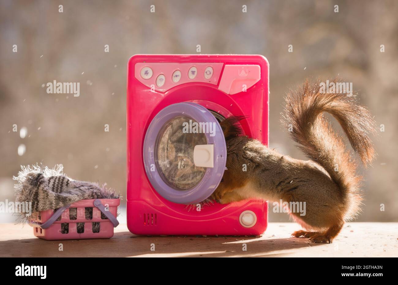 red squirrel with an washing machine Stock Photo - Alamy