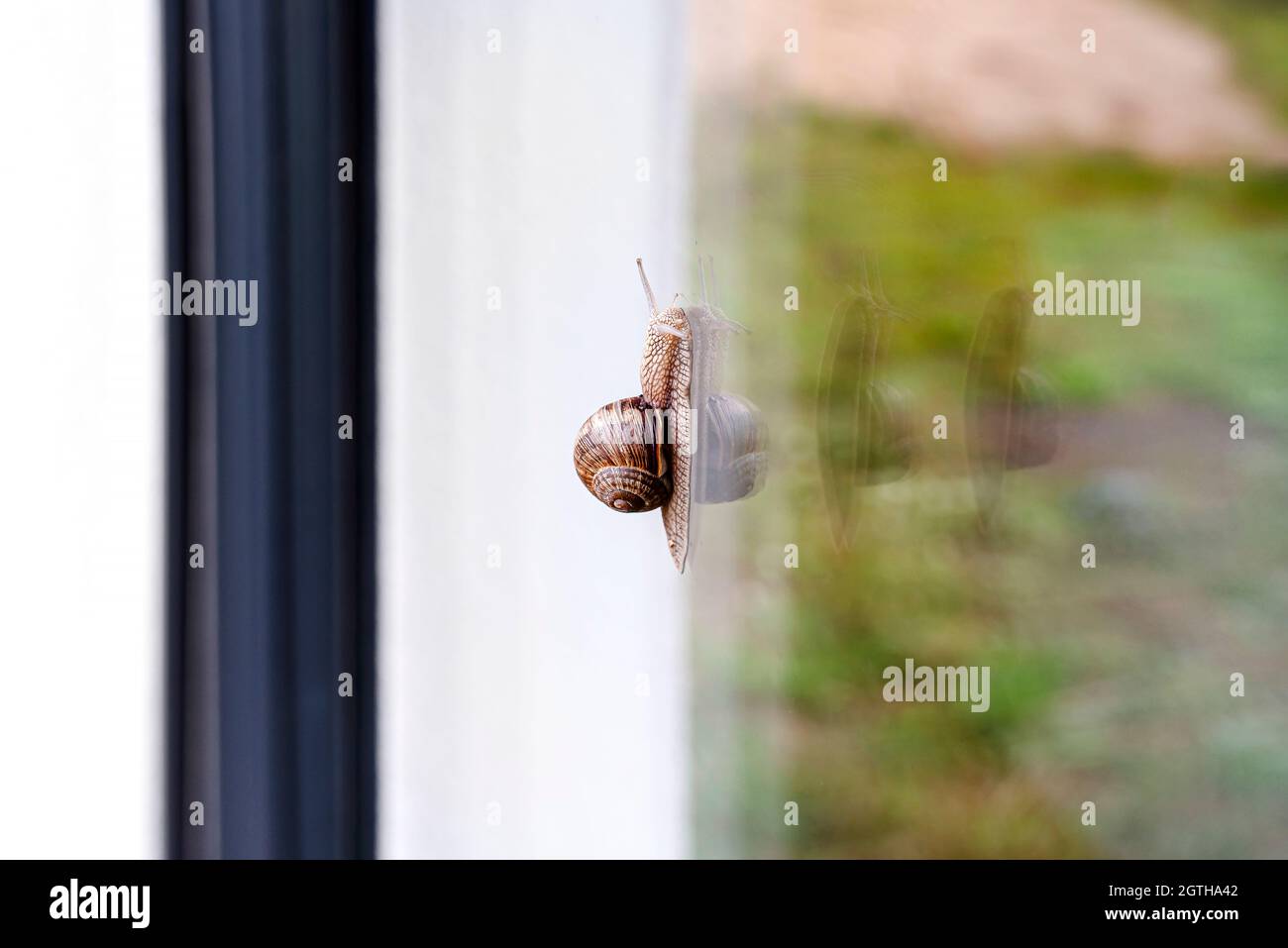 Snail on window hi-res stock photography and images - Alamy
