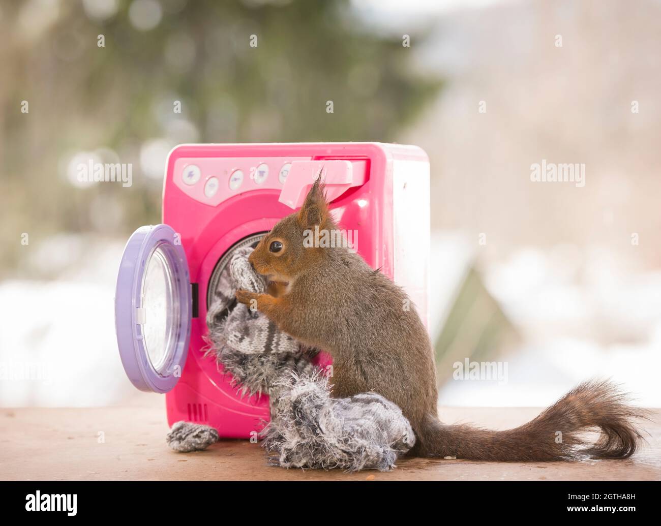 Squirrel cleaning hi-res stock photography and images - Alamy