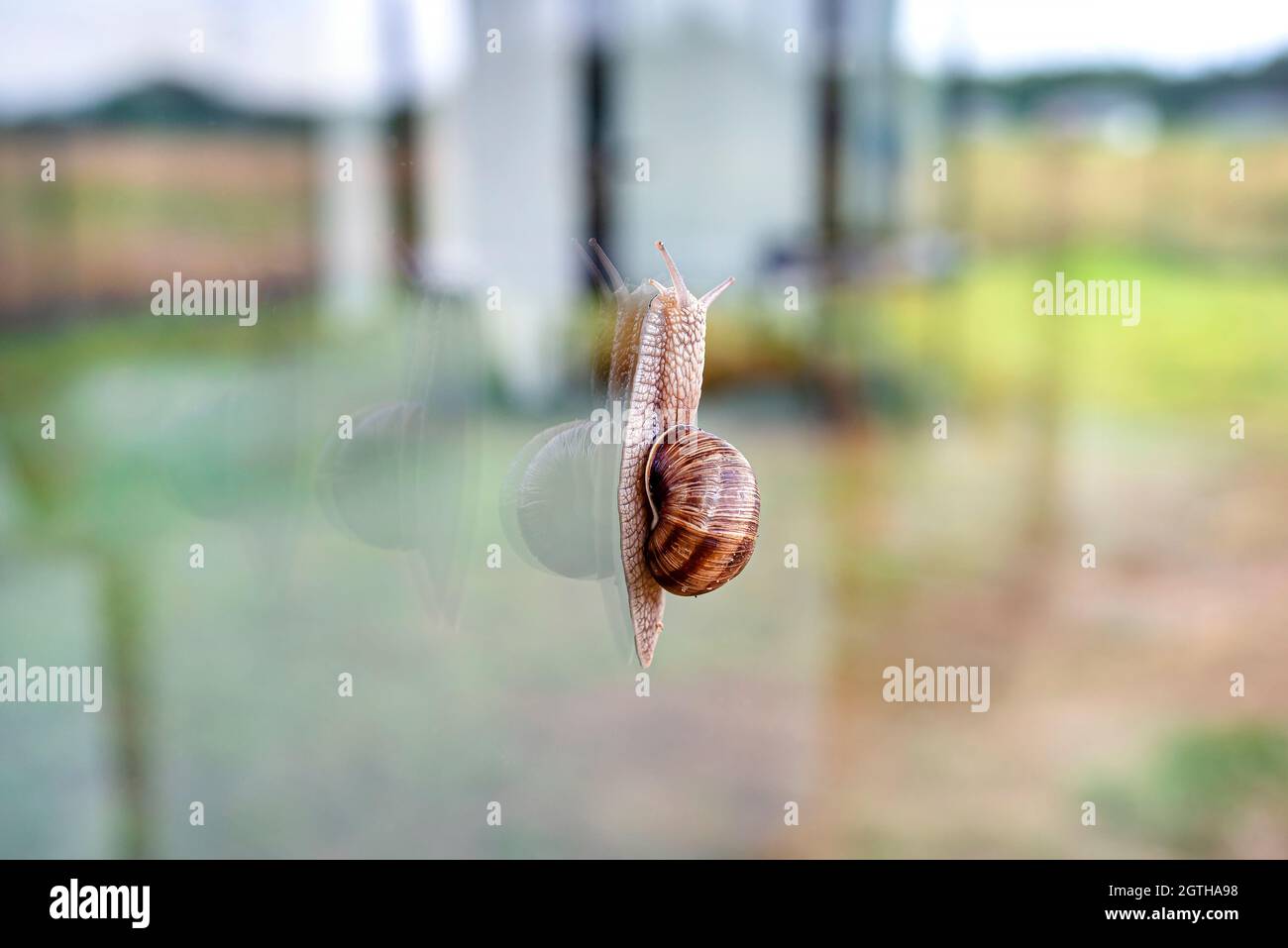 Snail climbing on the terrace window in the house, view from the yard ...