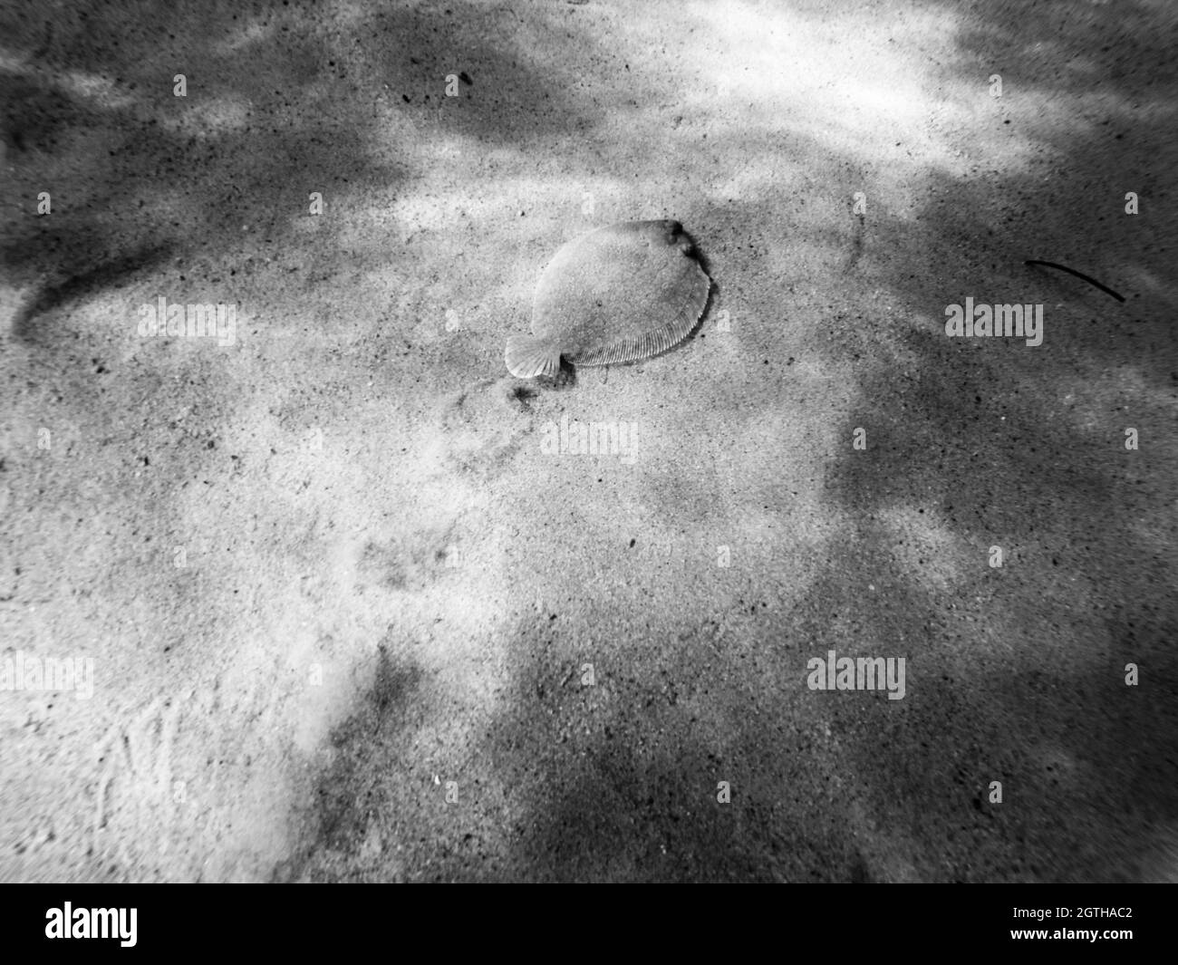 Sole fish swimming hi-res stock photography and images - Alamy
