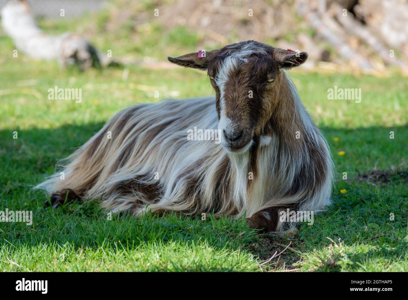 Goat In A Field Stock Photo - Alamy