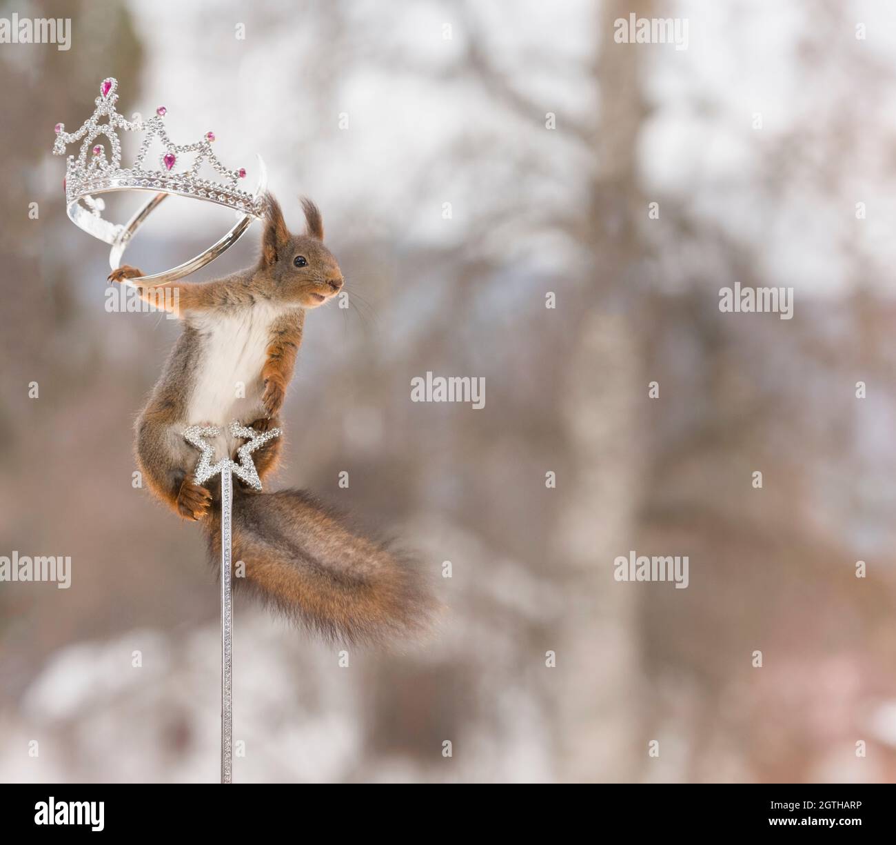 Squirrel on a stick hi-res stock photography and images - Alamy