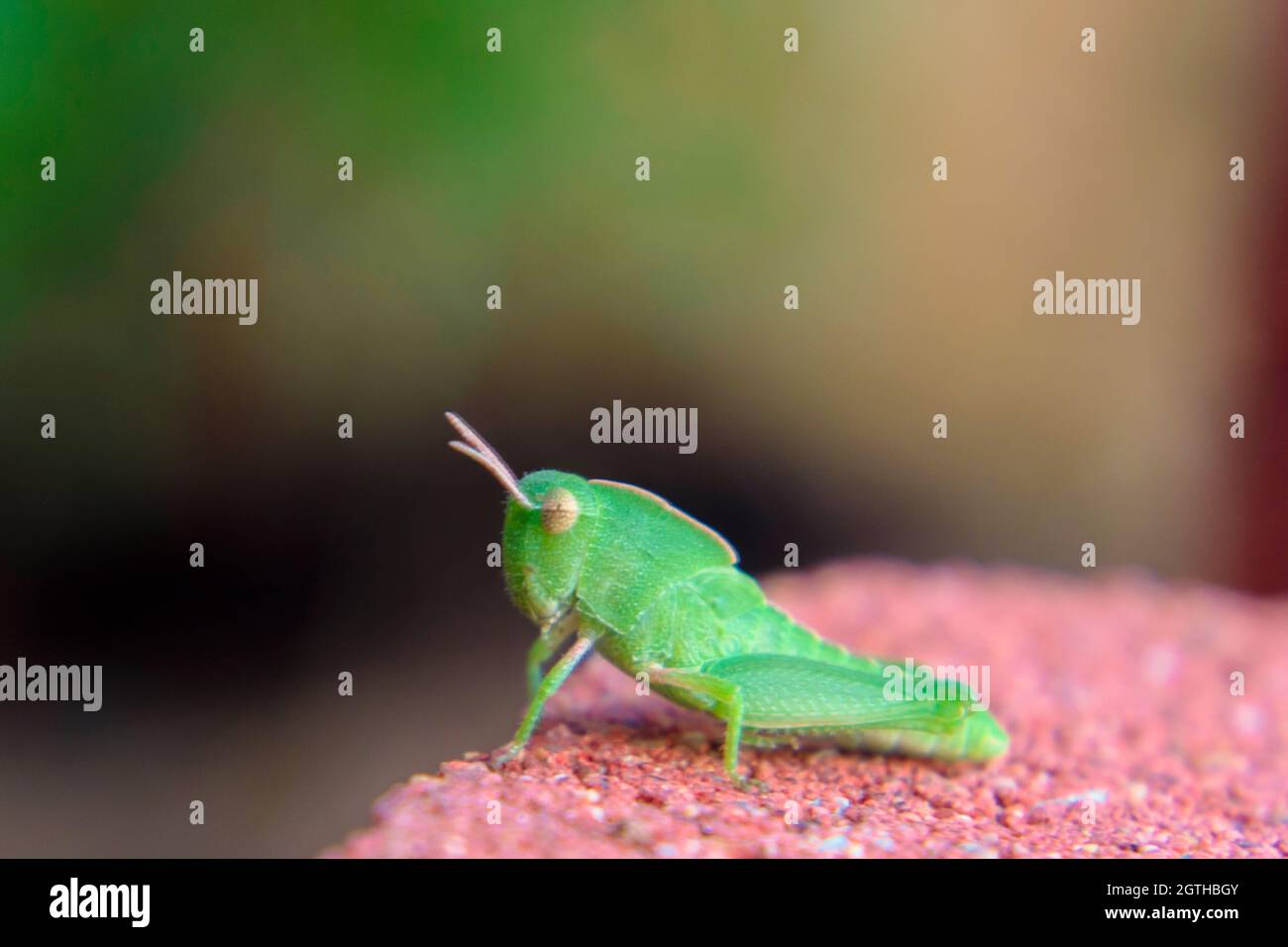Native Grasshoppers High Resolution Stock Photography and Images - Alamy