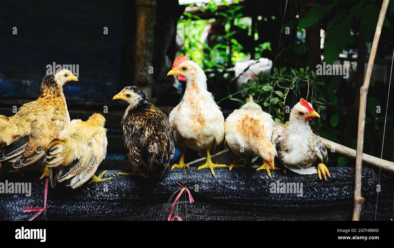 Dwarf hen do hi-res stock photography and images - Alamy