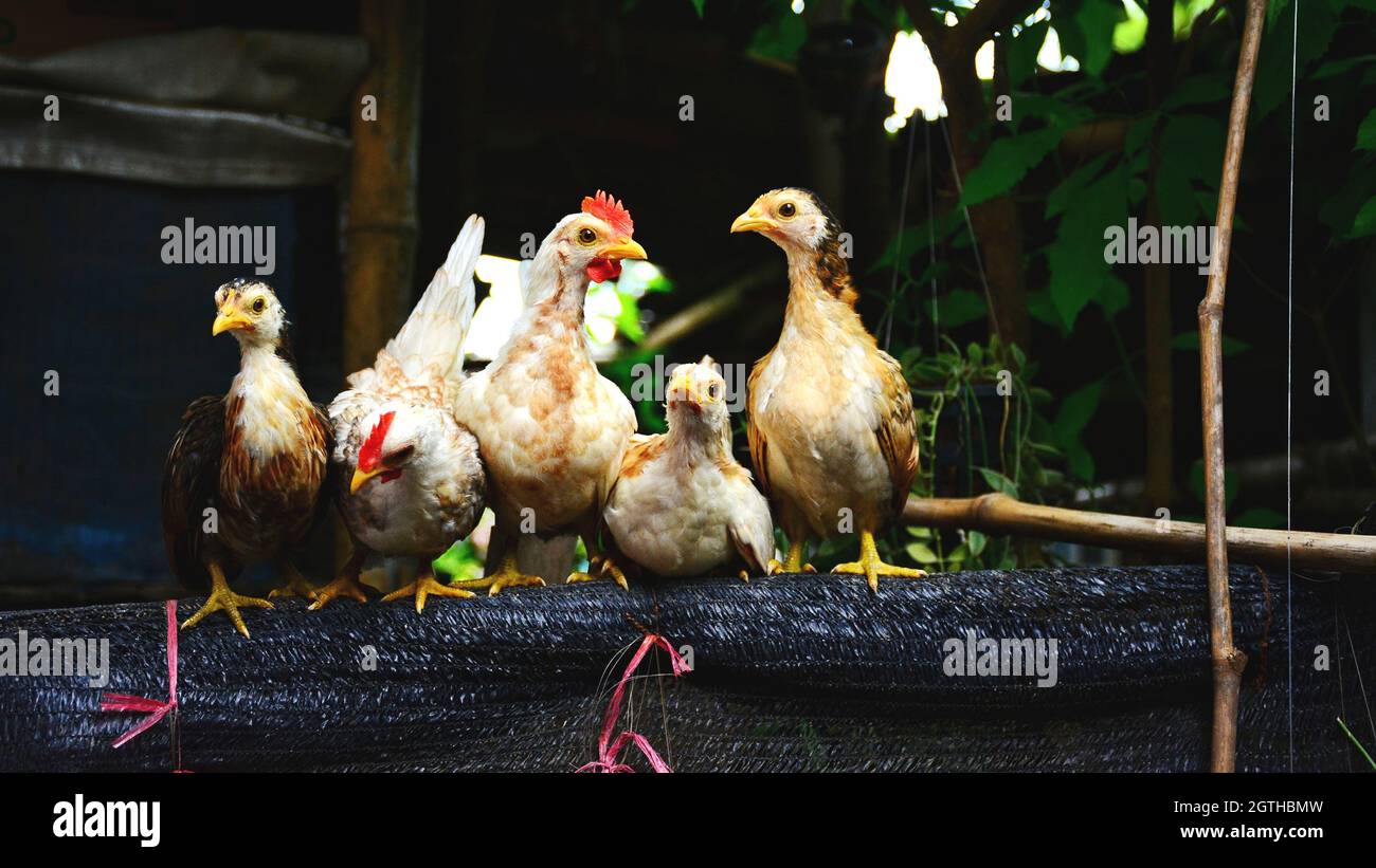 Dwarf hen do hi-res stock photography and images - Alamy