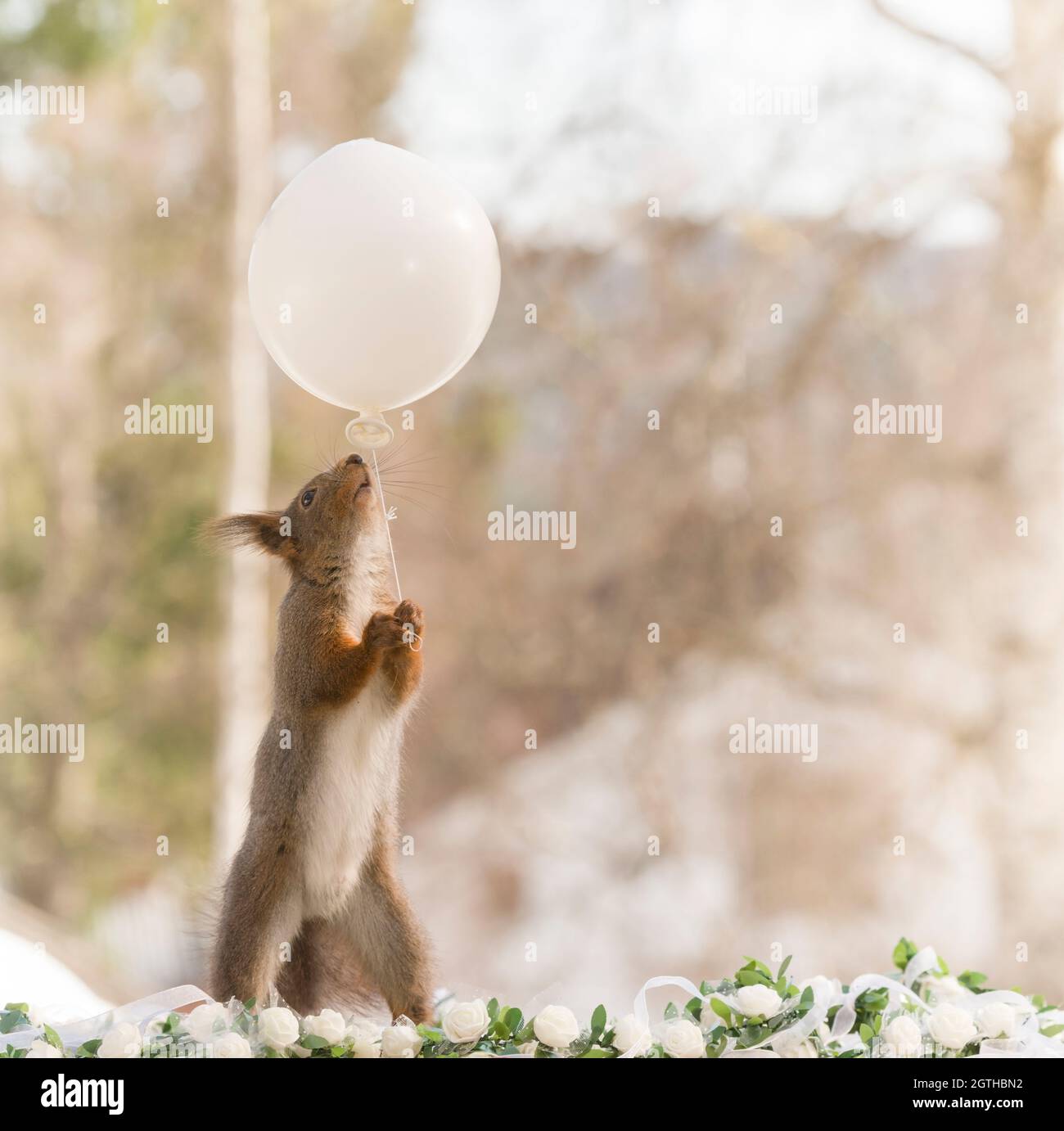 White claw party hi-res stock photography and images - Alamy