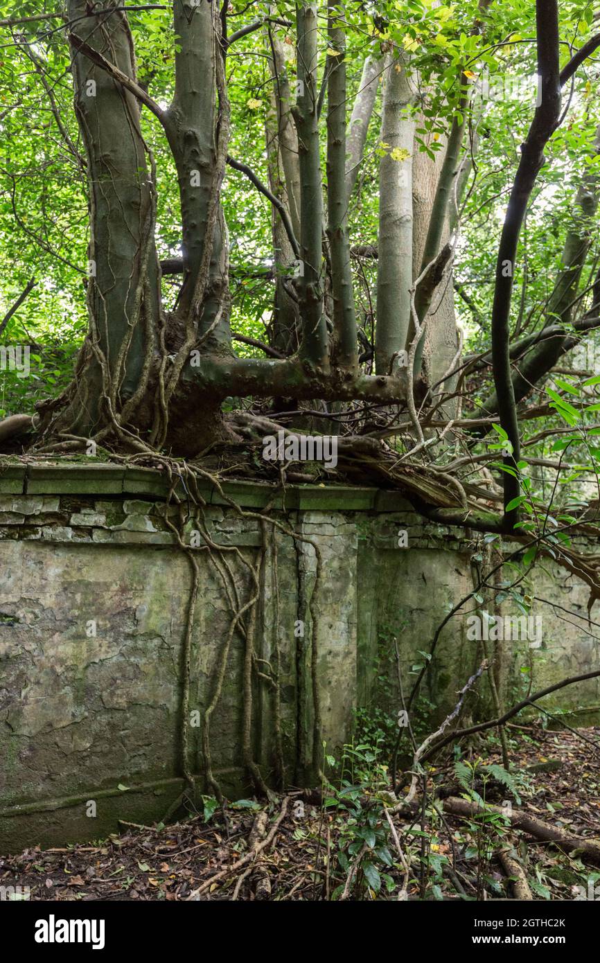 Trees growing through wall at Baron Hill ruined mansion in Beaumaris ...