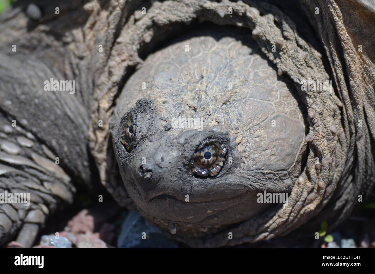 Northern Snapping Turtle High Resolution Stock Photography and Images ...