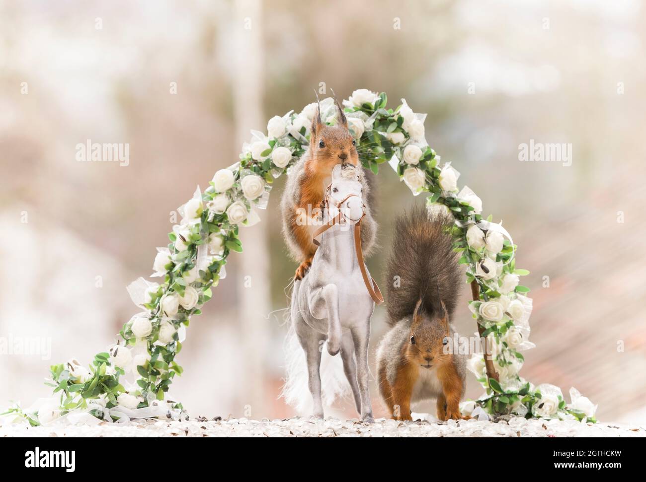 red squirrels on an horse under a flower garland Stock Photo - Alamy