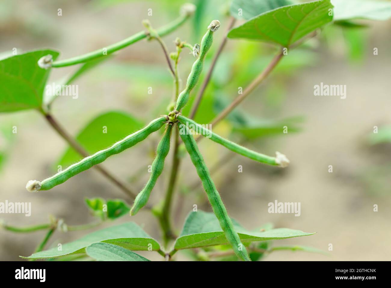 Close-up of Green lentil pods filled with large seeds on an organic ...