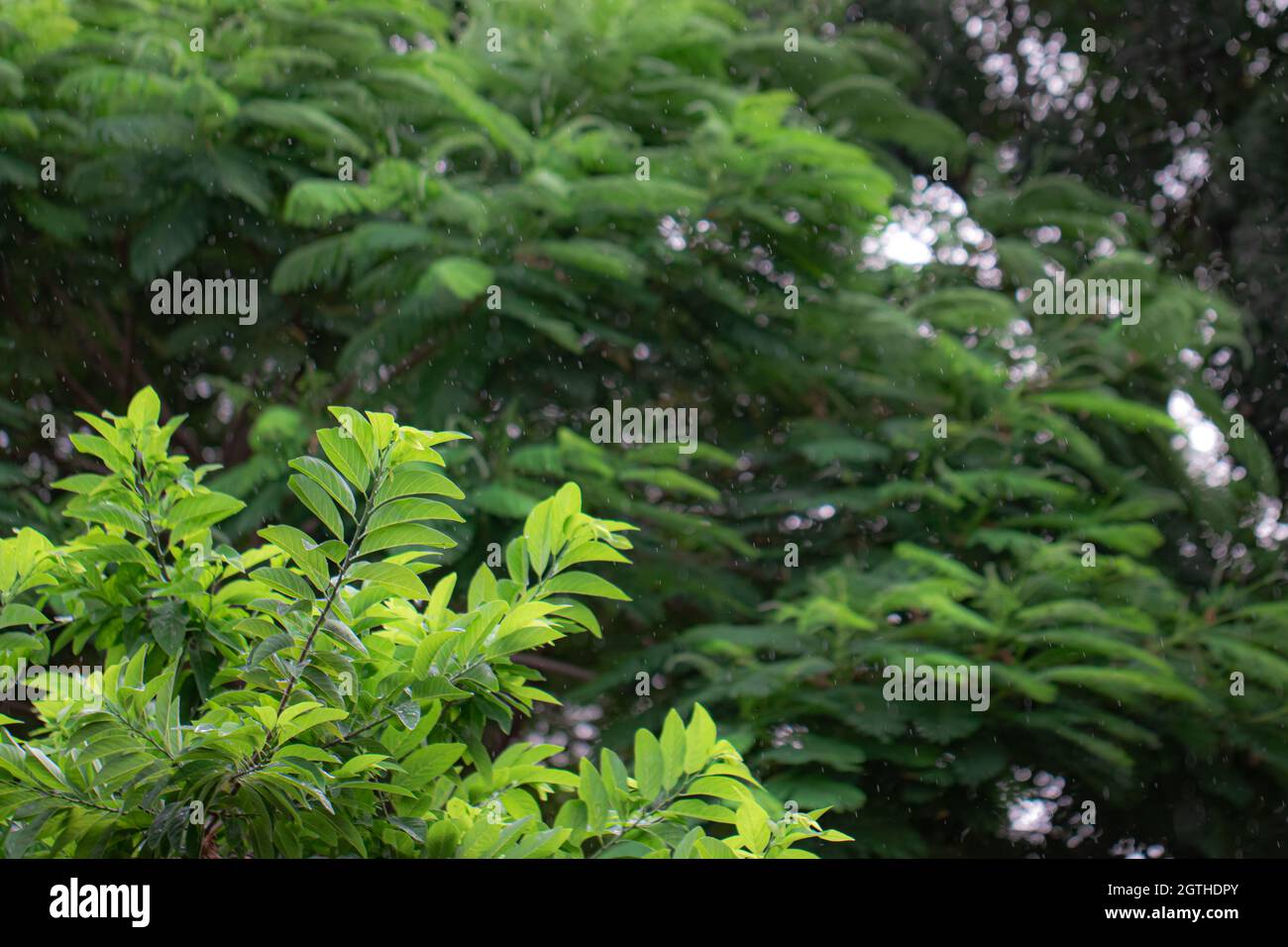 Close-up of Photo of beautiful rain forest with green trees and plants ...