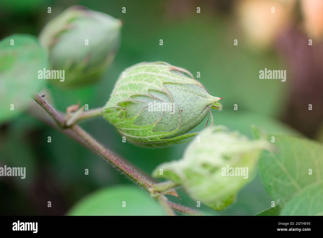 Close-up of organic Thai hybrid variety cotton fruits or cotton ball on ...