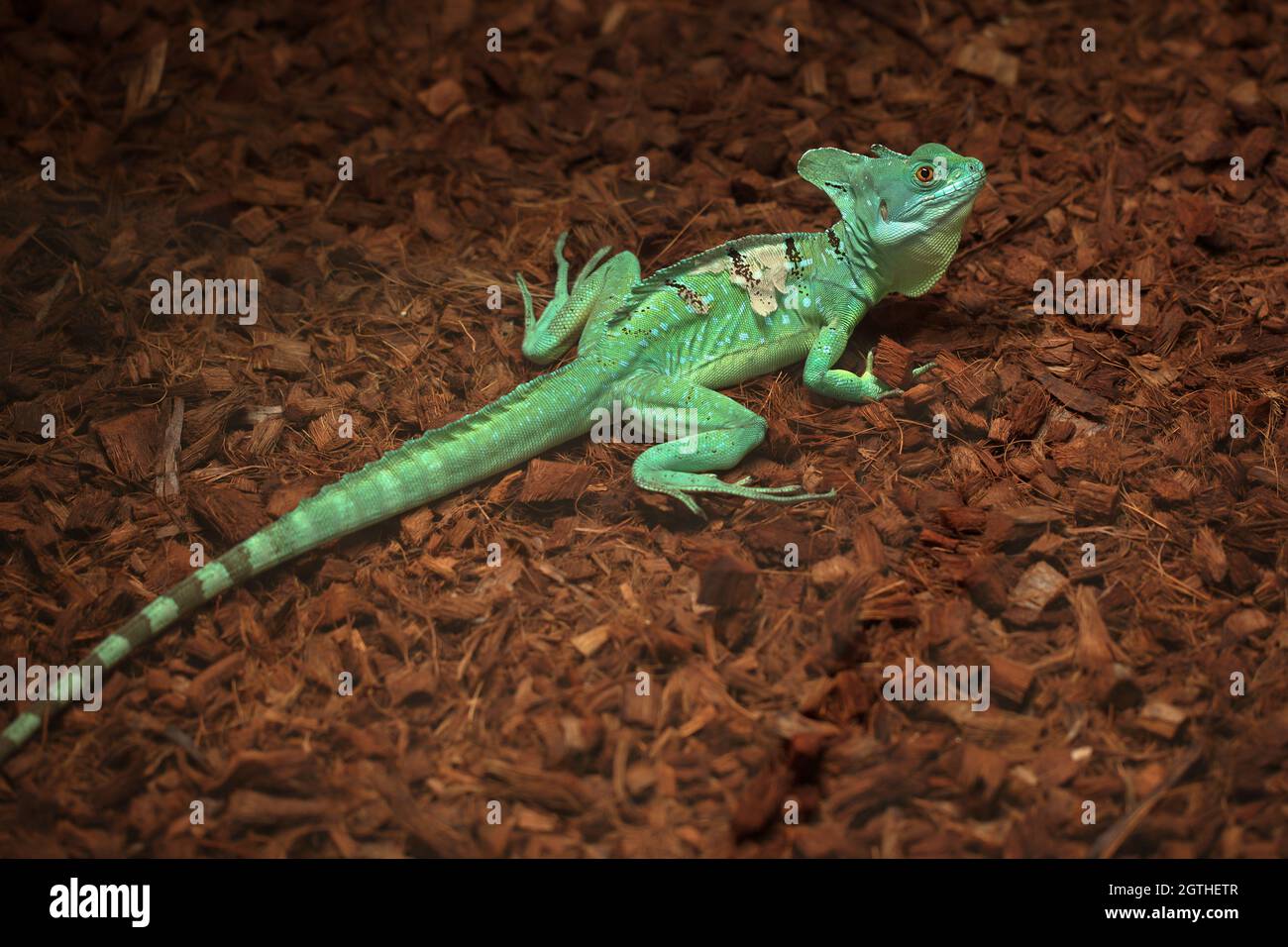 Green Water Dragon. Chinese Water Dragon. Physignathus cocincinu Stock ...