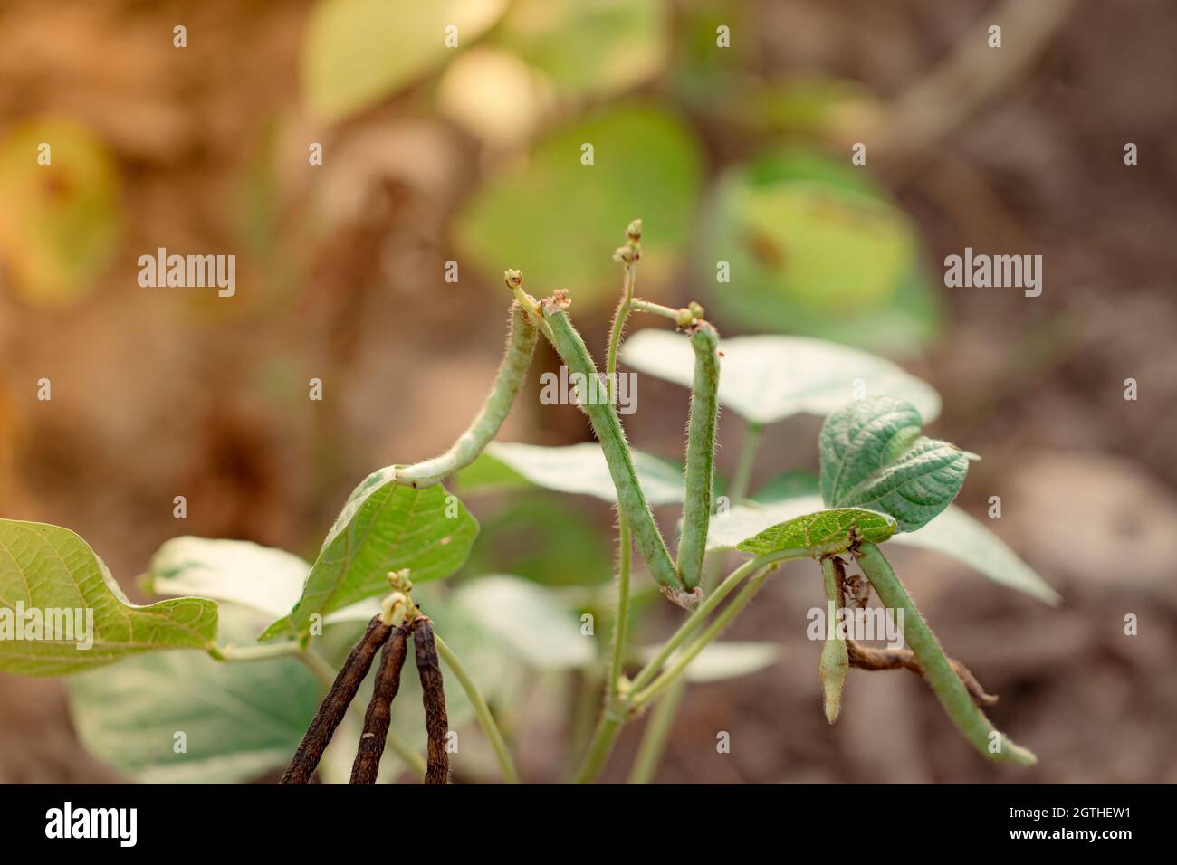 Close-up of organic Thai hybrid variety Green lentil pods filled with ...