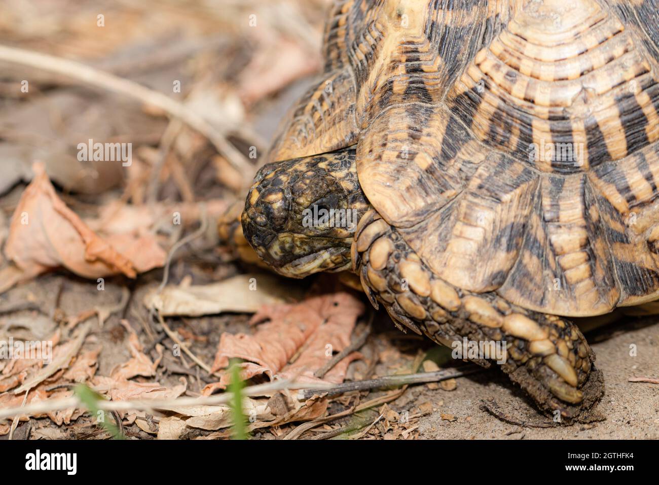Close-up of A Domestic turtle sitting with its neck out of the skeleton ...