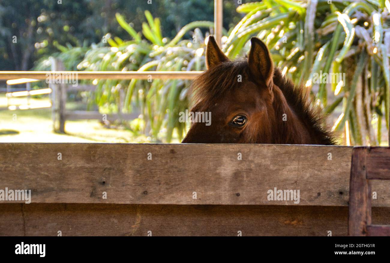 Foal In Animal Pen High Resolution Stock Photography and Images - Alamy