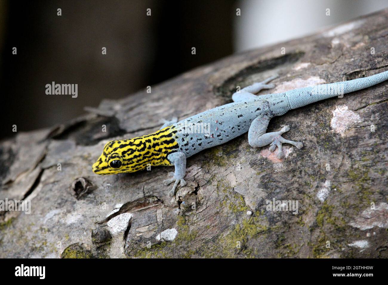 Zanzibar lizard hi-res stock photography and images - Alamy