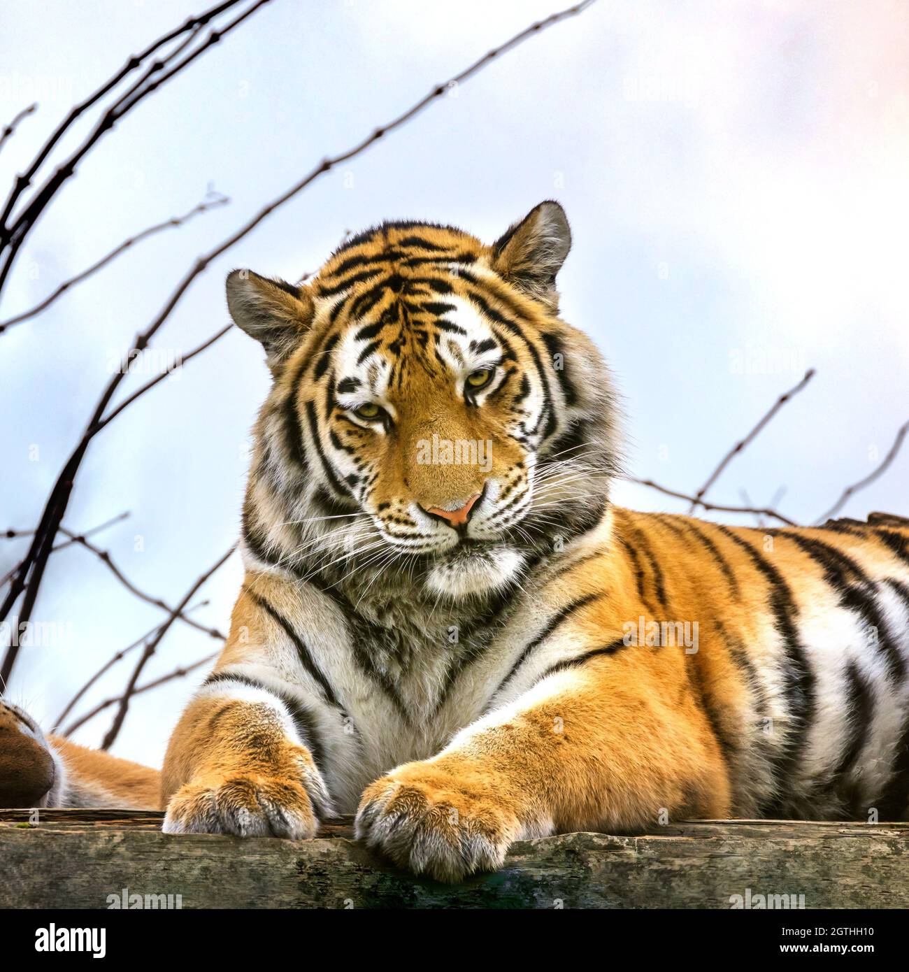 Siberian or Amur tiger resting . This endangered species of tiger is ...