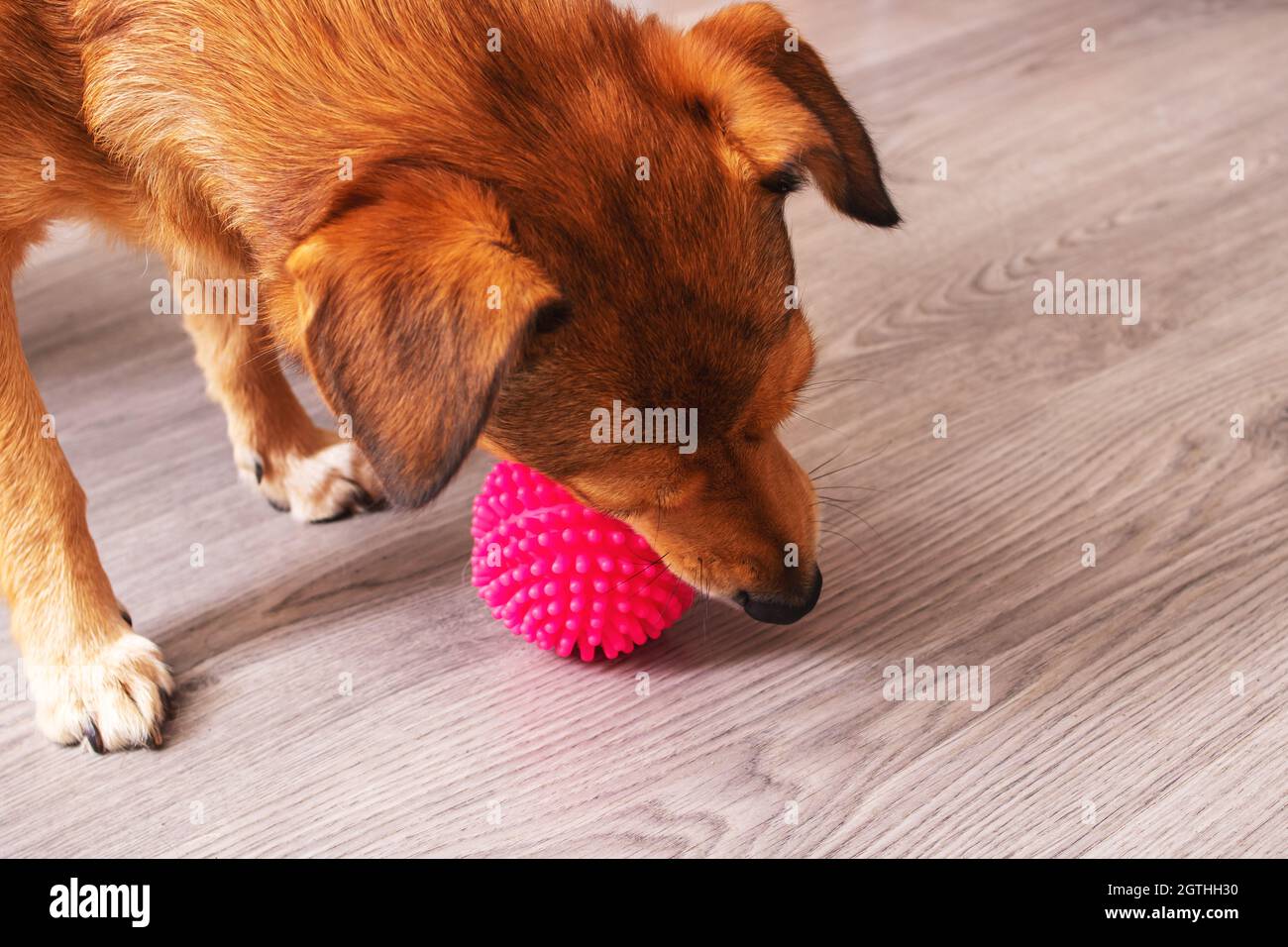 Dog playing with a ball in the house close up Stock Photo - Alamy
