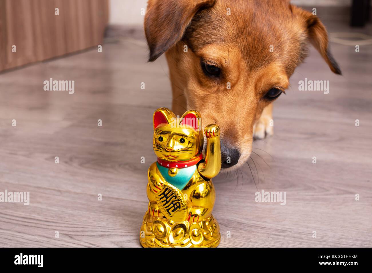 Ginger dog sniffing maneki neko on wooden floor close up Stock Photo ...