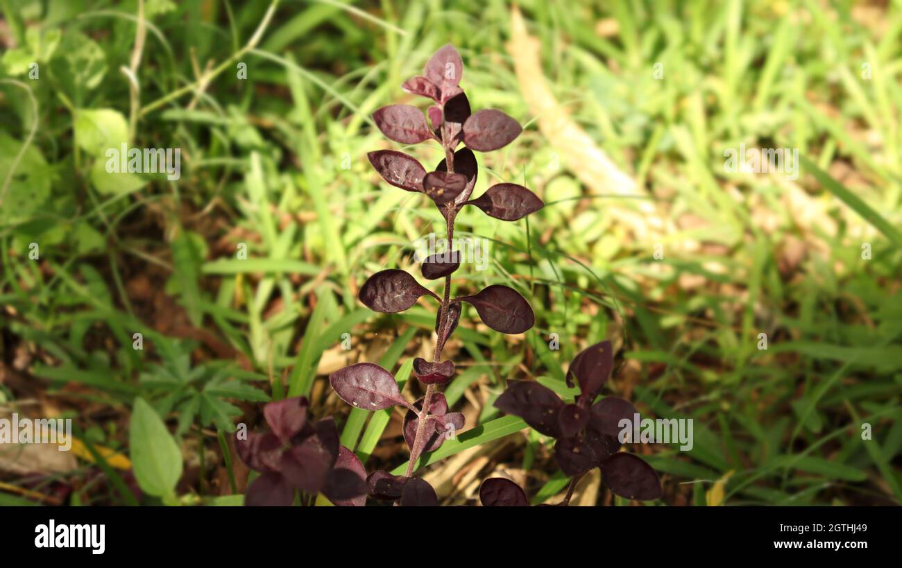 Brown plant hopper hi-res stock photography and images - Alamy