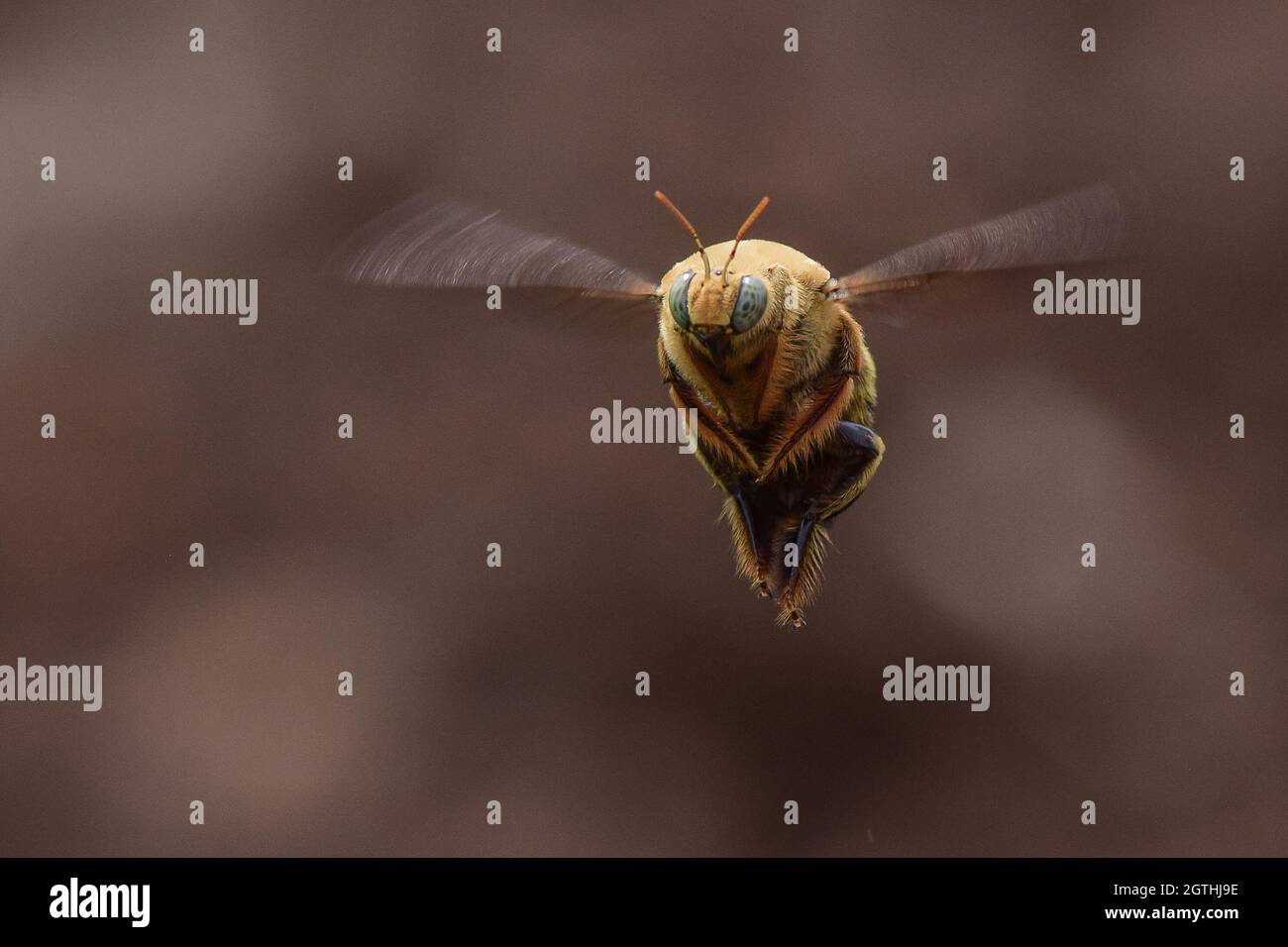 Carpenter bee macro photography hi-res stock photography and images - Alamy