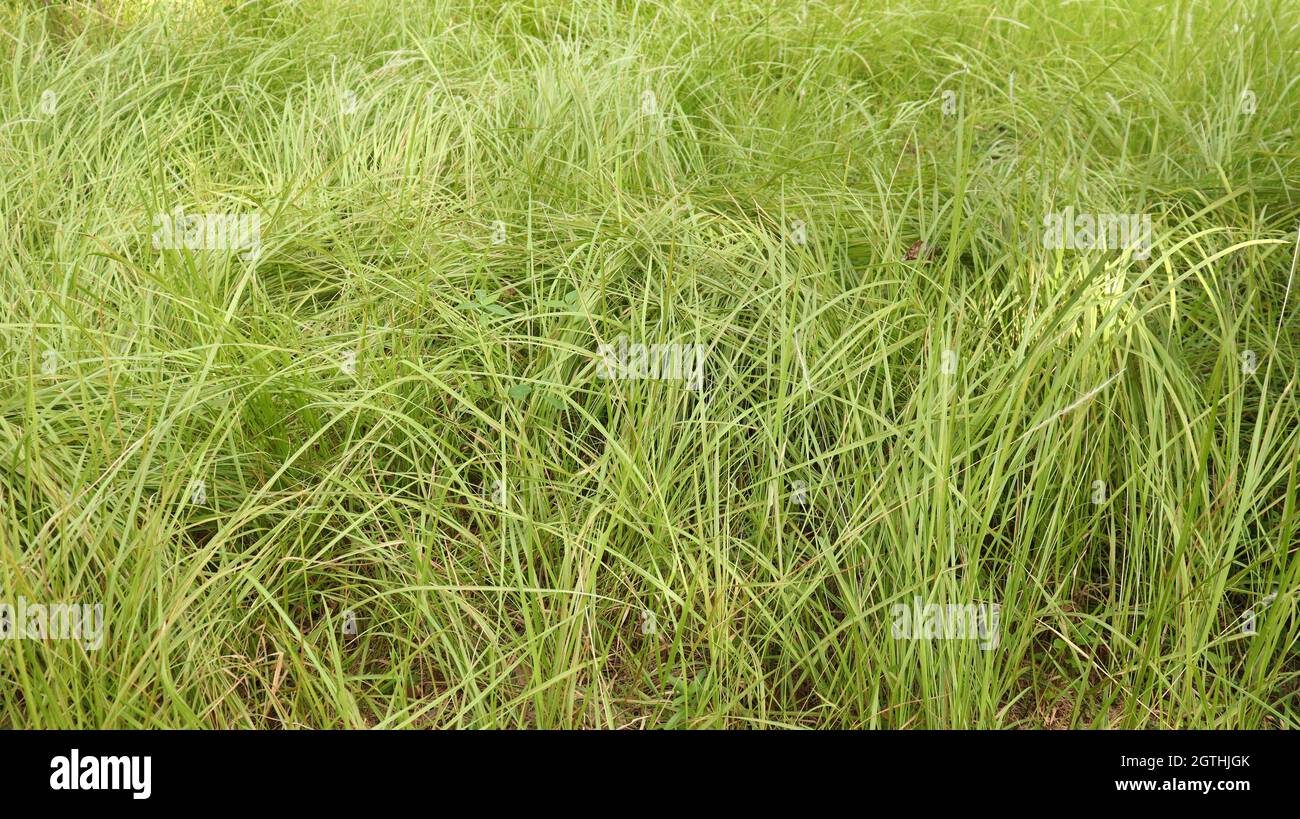 The beautiful elongated reed grasses are called green mosaic Stock ...