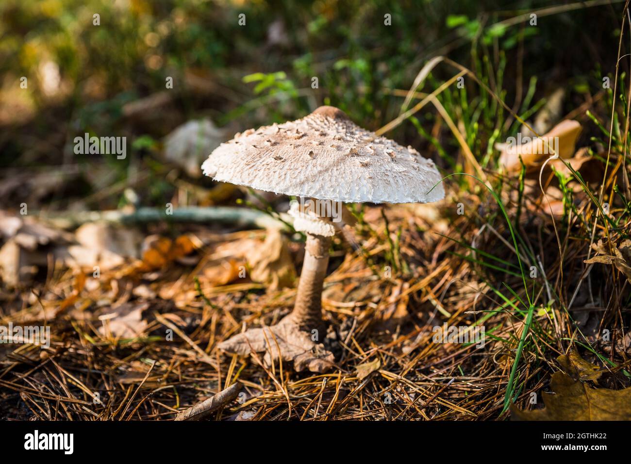 Kite fungus hi-res stock photography and images - Alamy