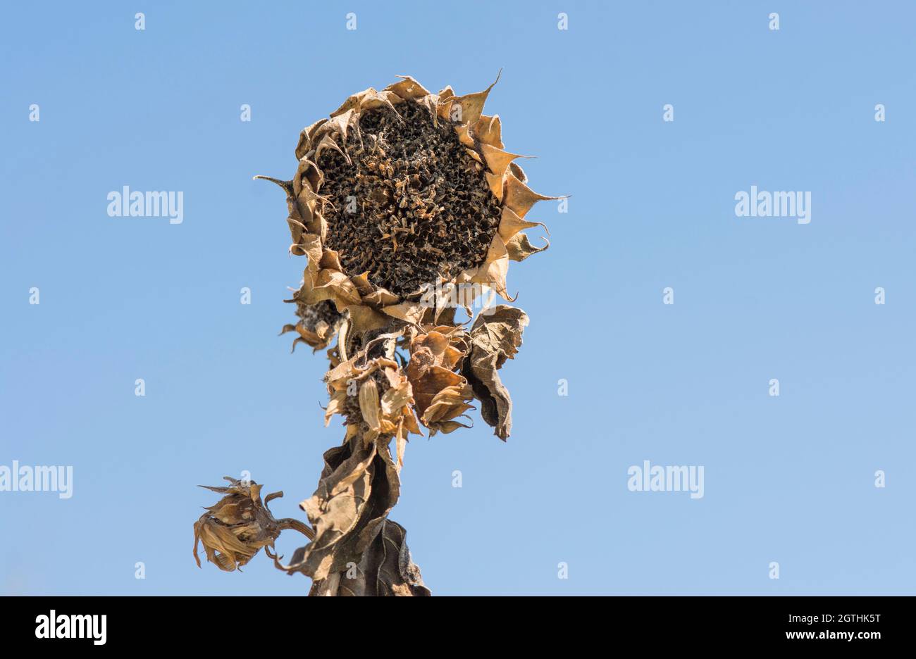 Dry Sunflower head without seeds against blue sky, Spain Stock Photo ...