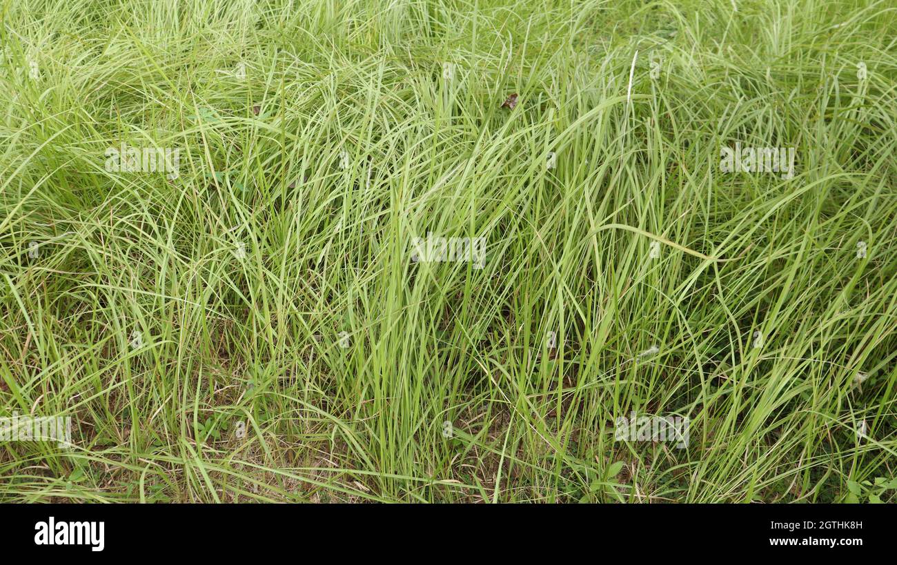 The beautiful elongated reed grasses are called green mosaic Stock ...