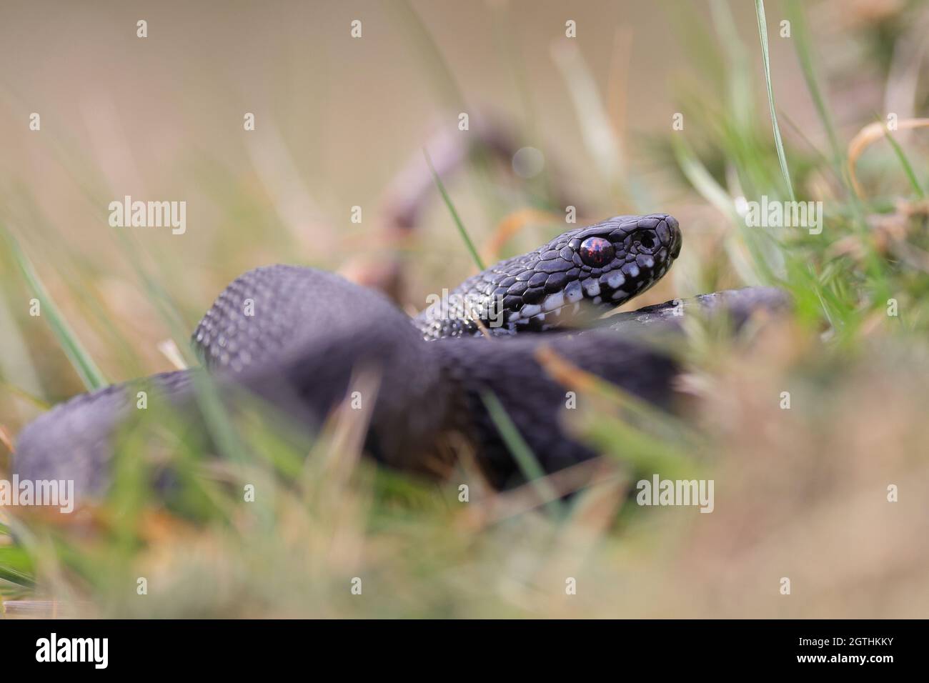 Close up adder hi-res stock photography and images - Alamy