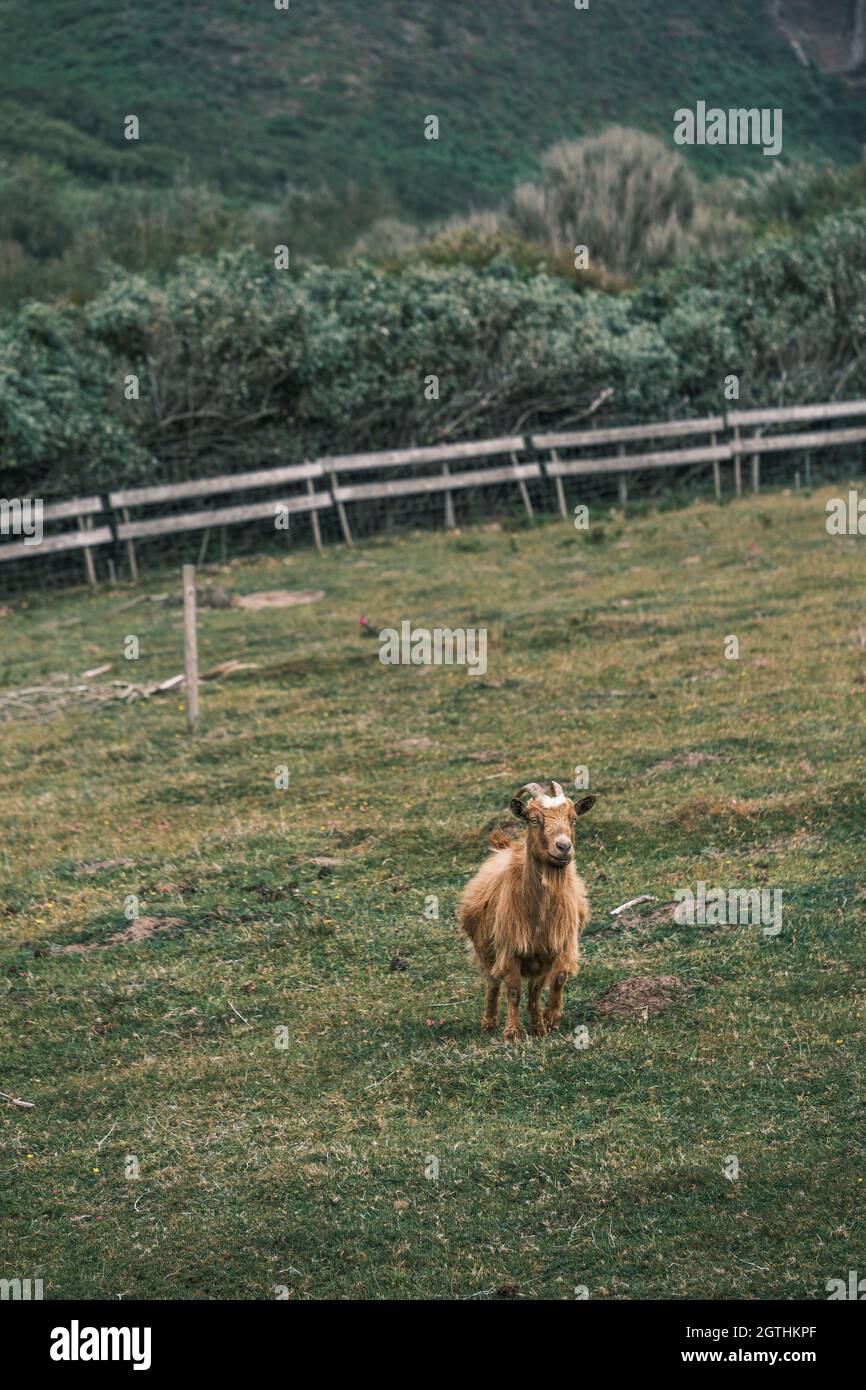 One goat hi-res stock photography and images - Alamy