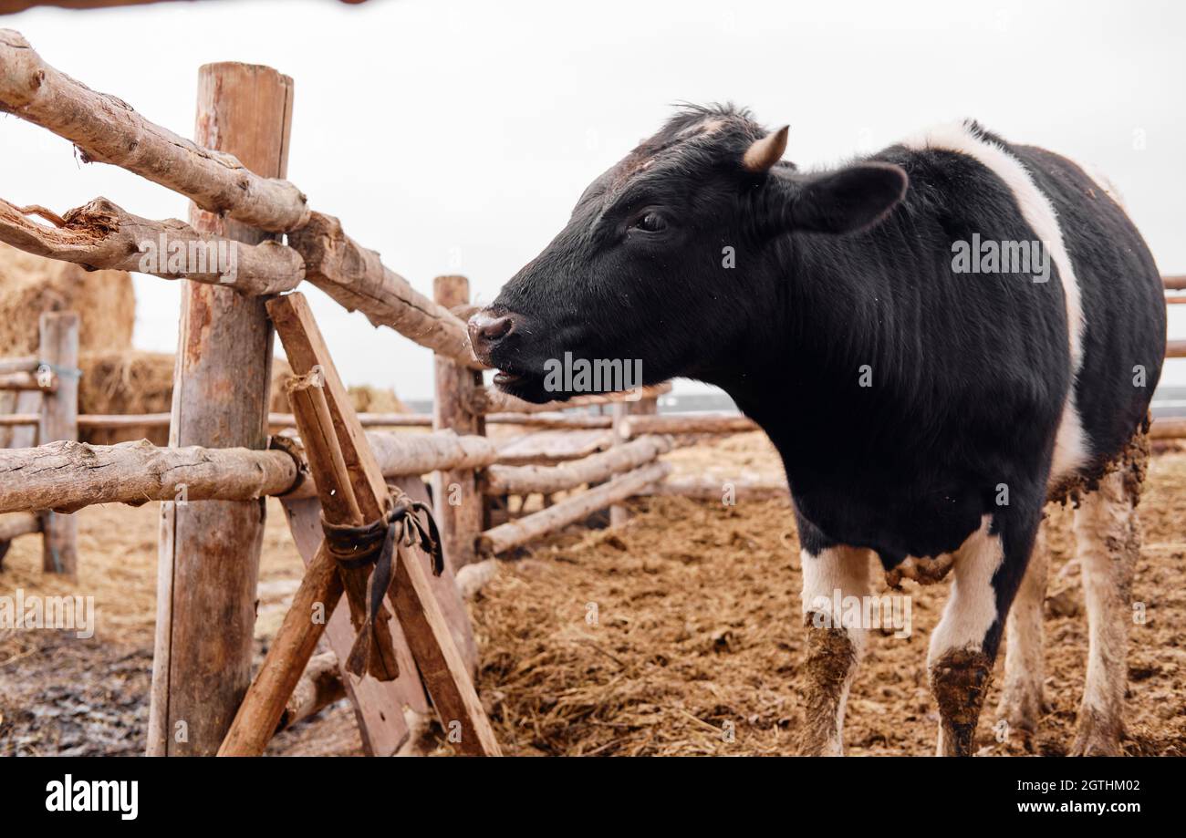 Cow Bum High Resolution Stock Photography and Images - Alamy