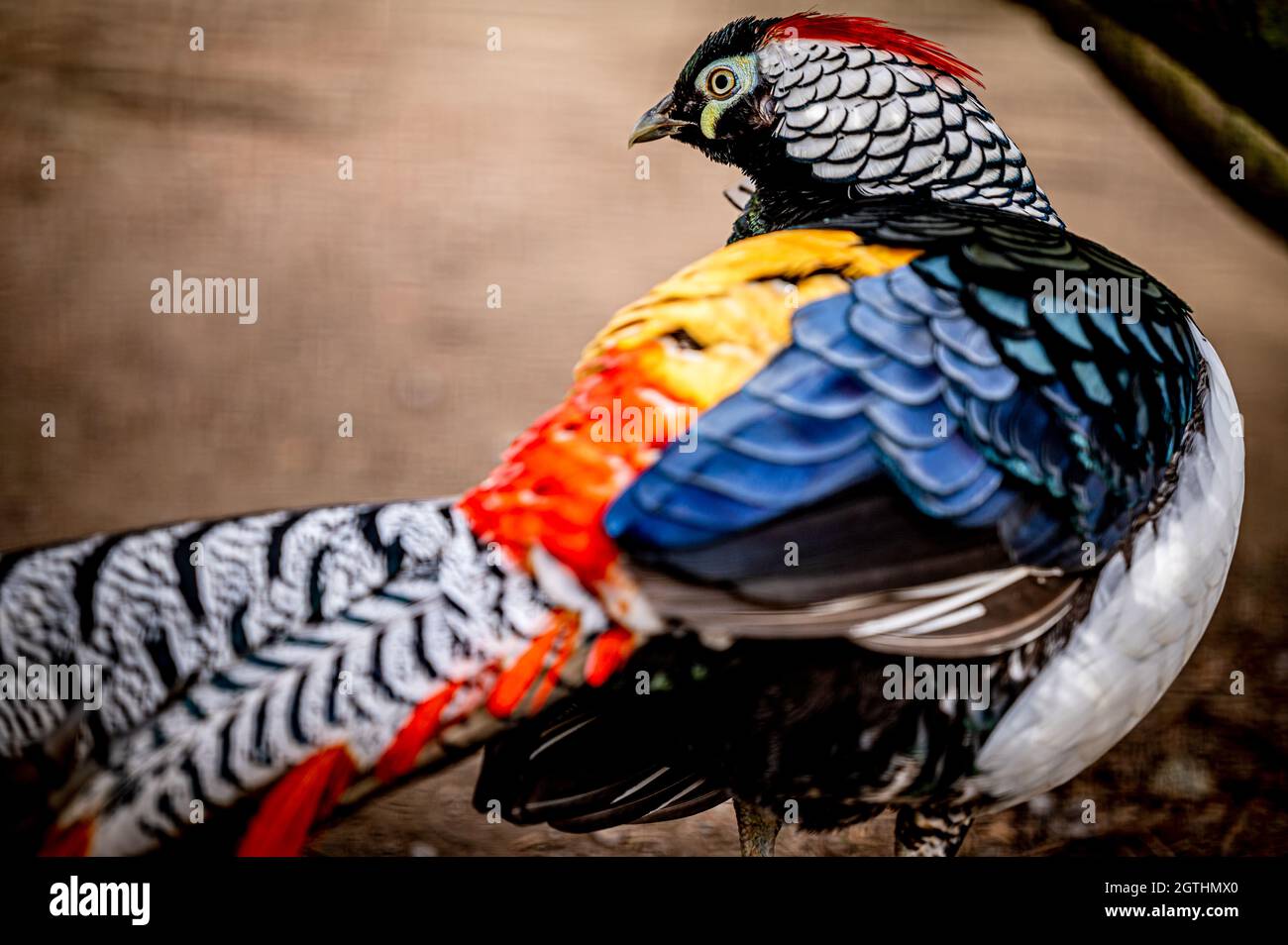 Lady Amherst Pheasant High Resolution Stock Photography and Images - Alamy