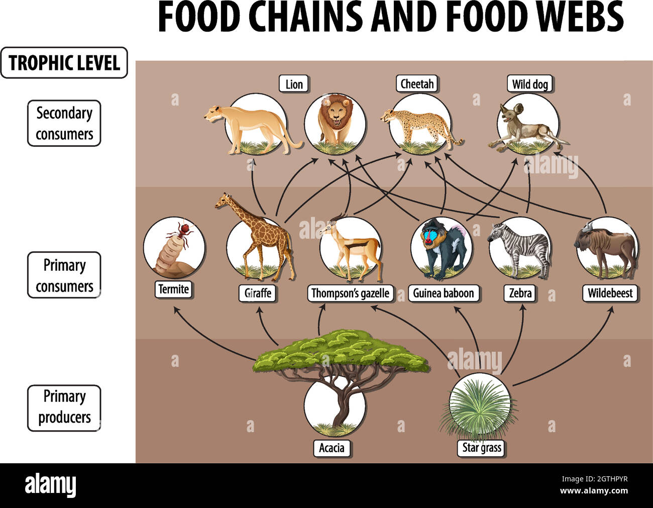 Education poster of biology for food webs and food chains diagram Stock ...