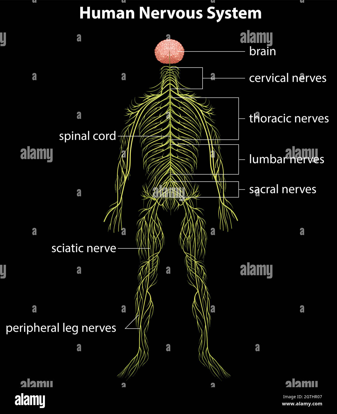 Human nervous system Stock Vector Image & Art - Alamy